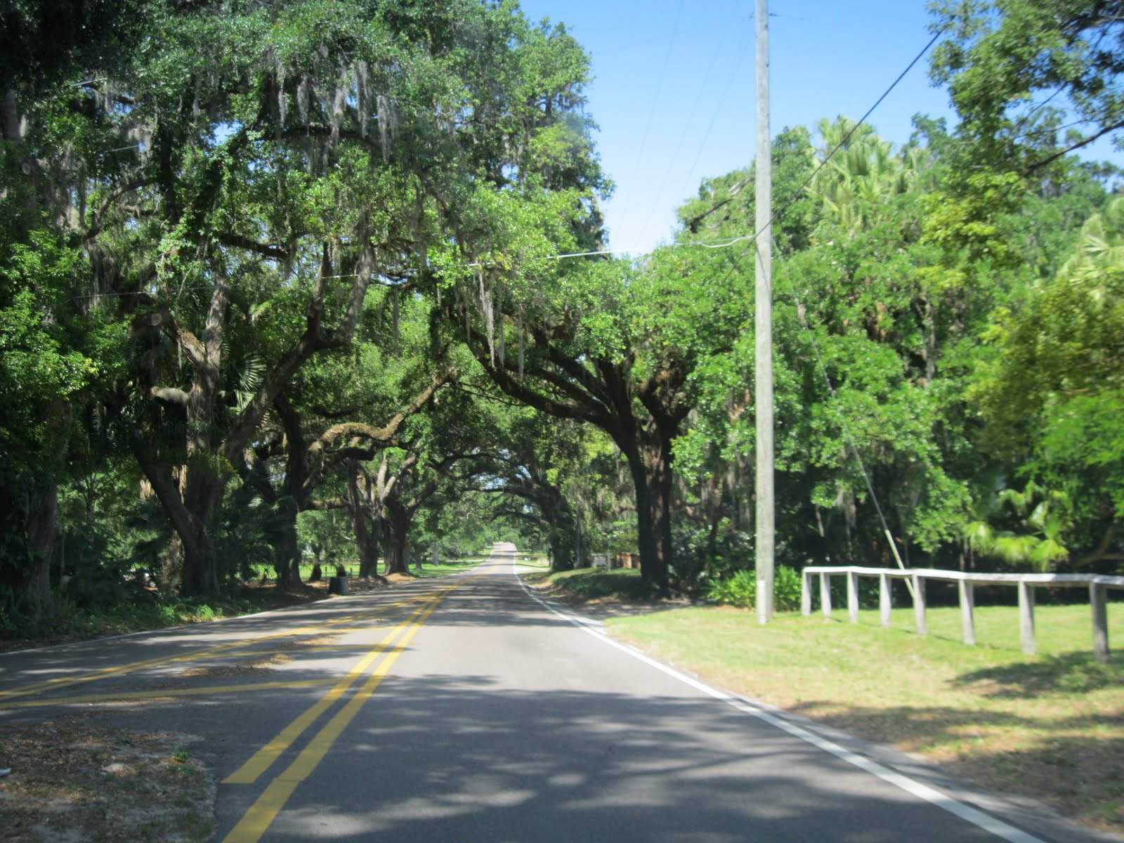 Plant Daddy: Oakland Florida Street Trees..............