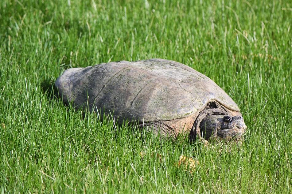 Michigan Exposures: A Snapping Turtle