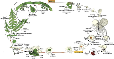 BIOLOGY: Life Cycle of Pteridophyta