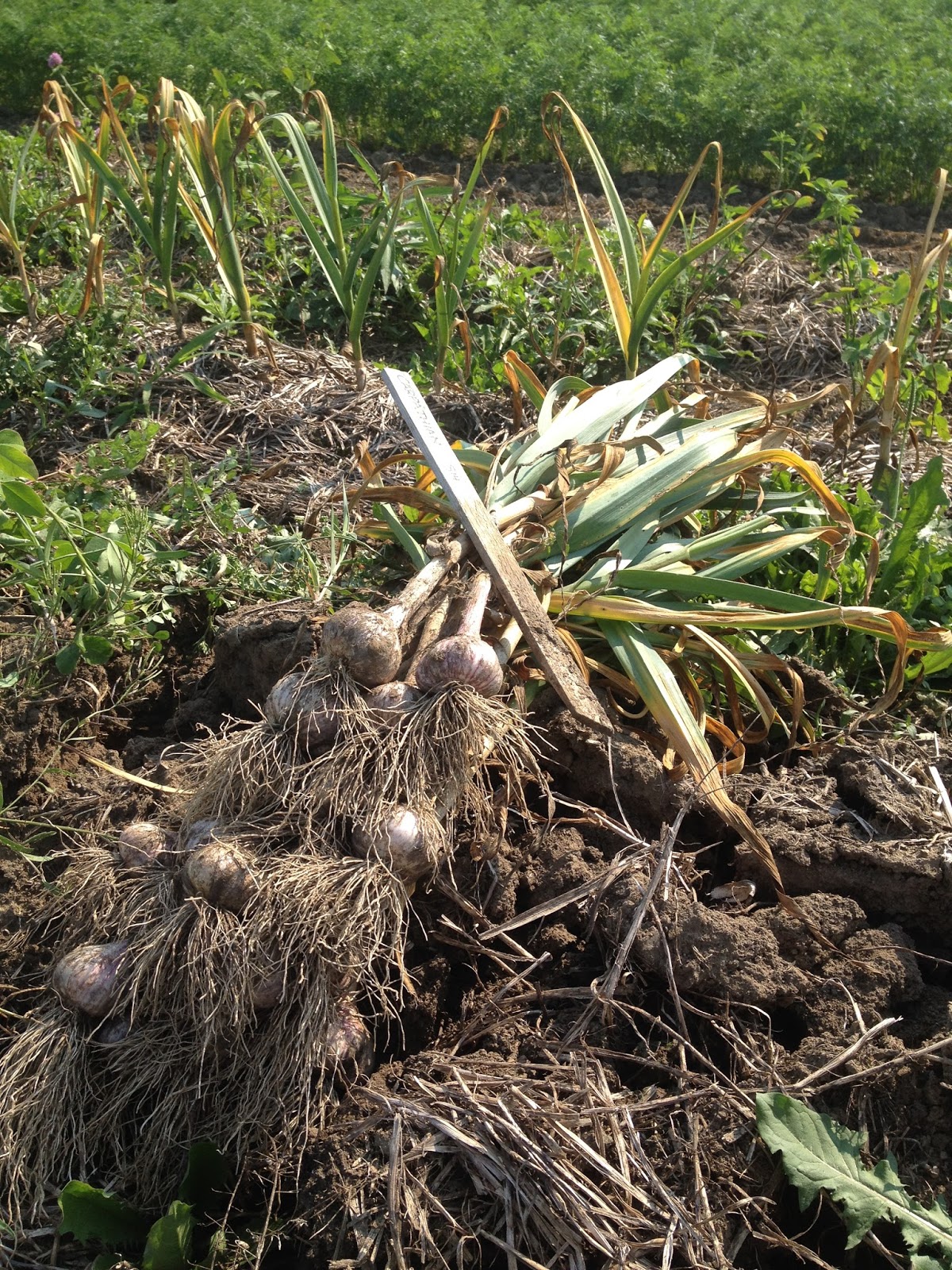 Growing Ontario Garlic: Garlic Gallery