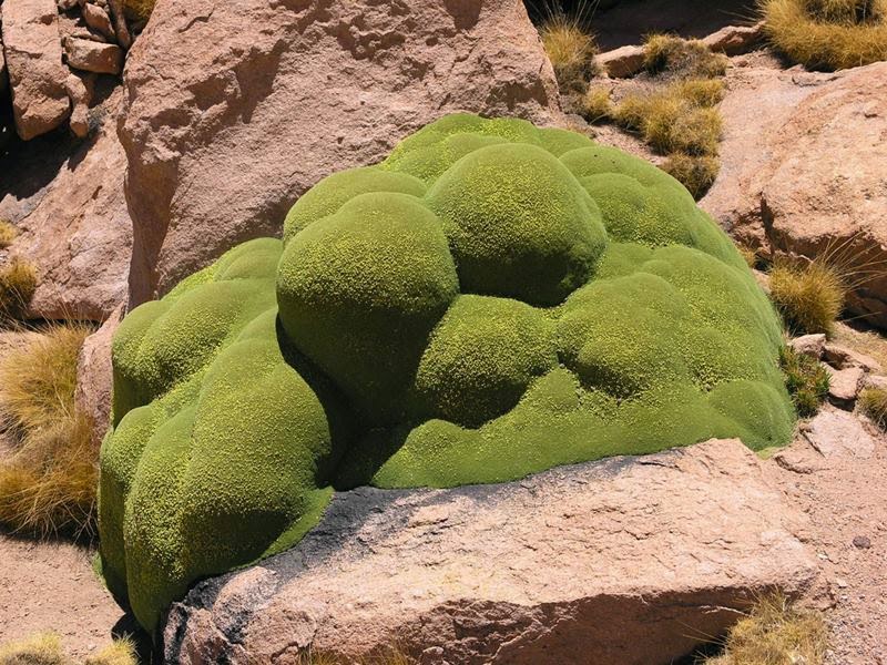 Yareta or Llareta – The 3,000 Years Old Plant