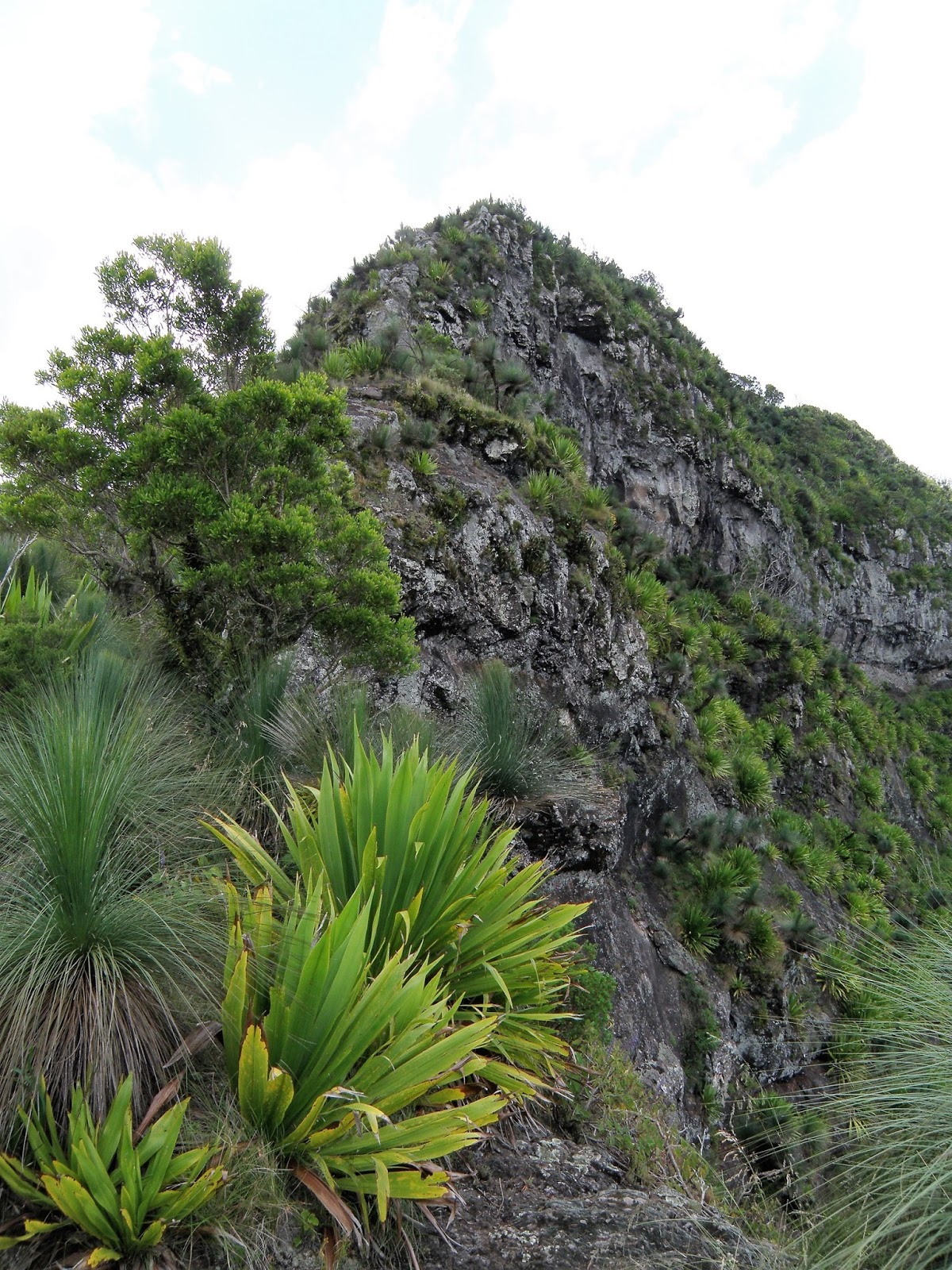 Goin' Feral One Day At A Time: Mount Cordeaux and Bare Rock, Main Range ...