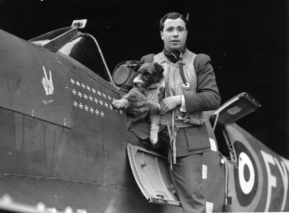 The 20 Most Badass Photos of Animals from World War II ~ Vintage Everyday