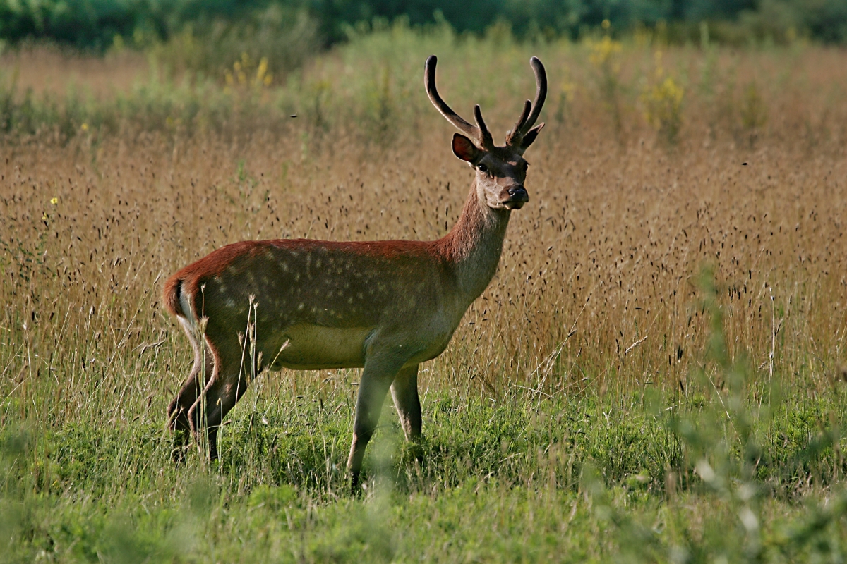 Cervo pomellato: Examples