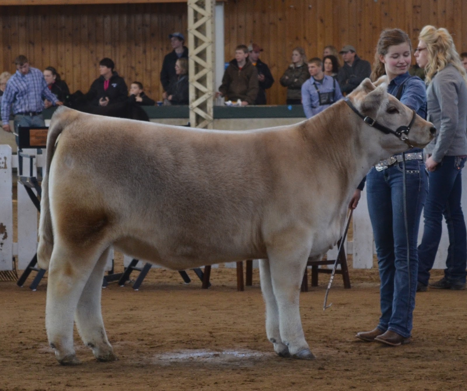 MITTAG Blog: Iowa Beef Expo - Division 2 Heifers