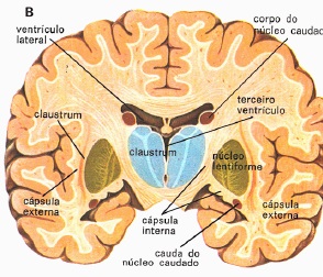 Neuroanatomia - Núcleo da base (NB) | Resumo Fisio