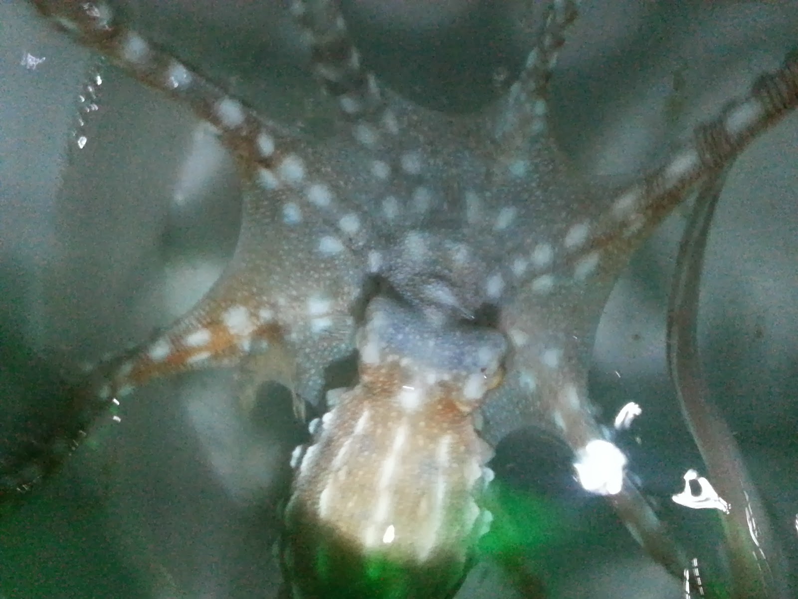 What's in Jeremy's Bucket?: Molluscs