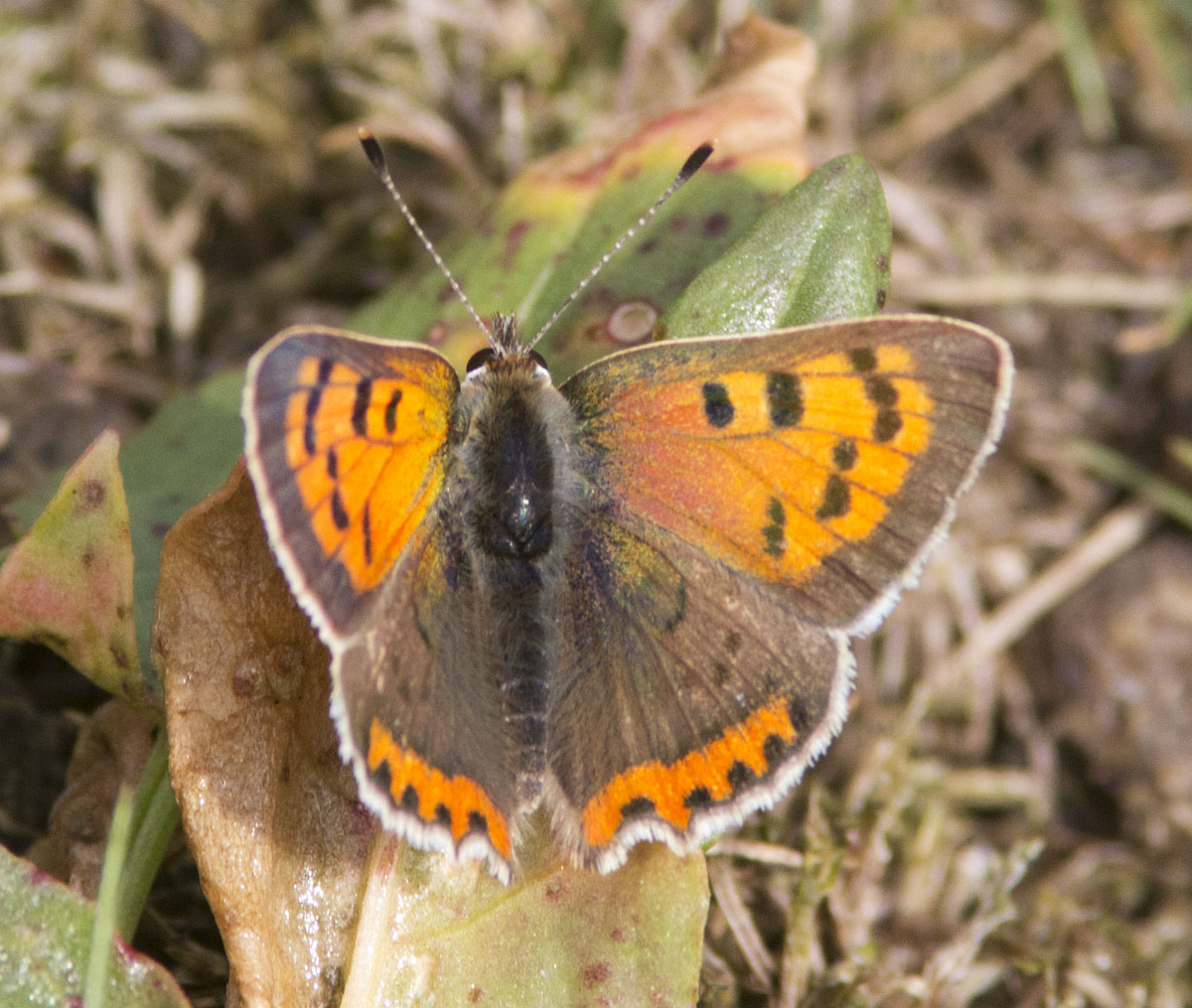 Butterfly Season | Naturally