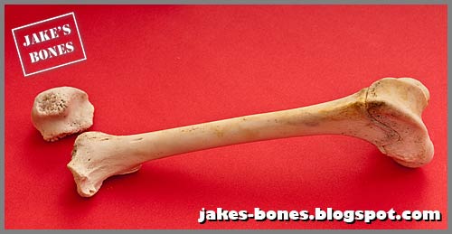 The puzzle of the three-legged deer : Jake's Bones