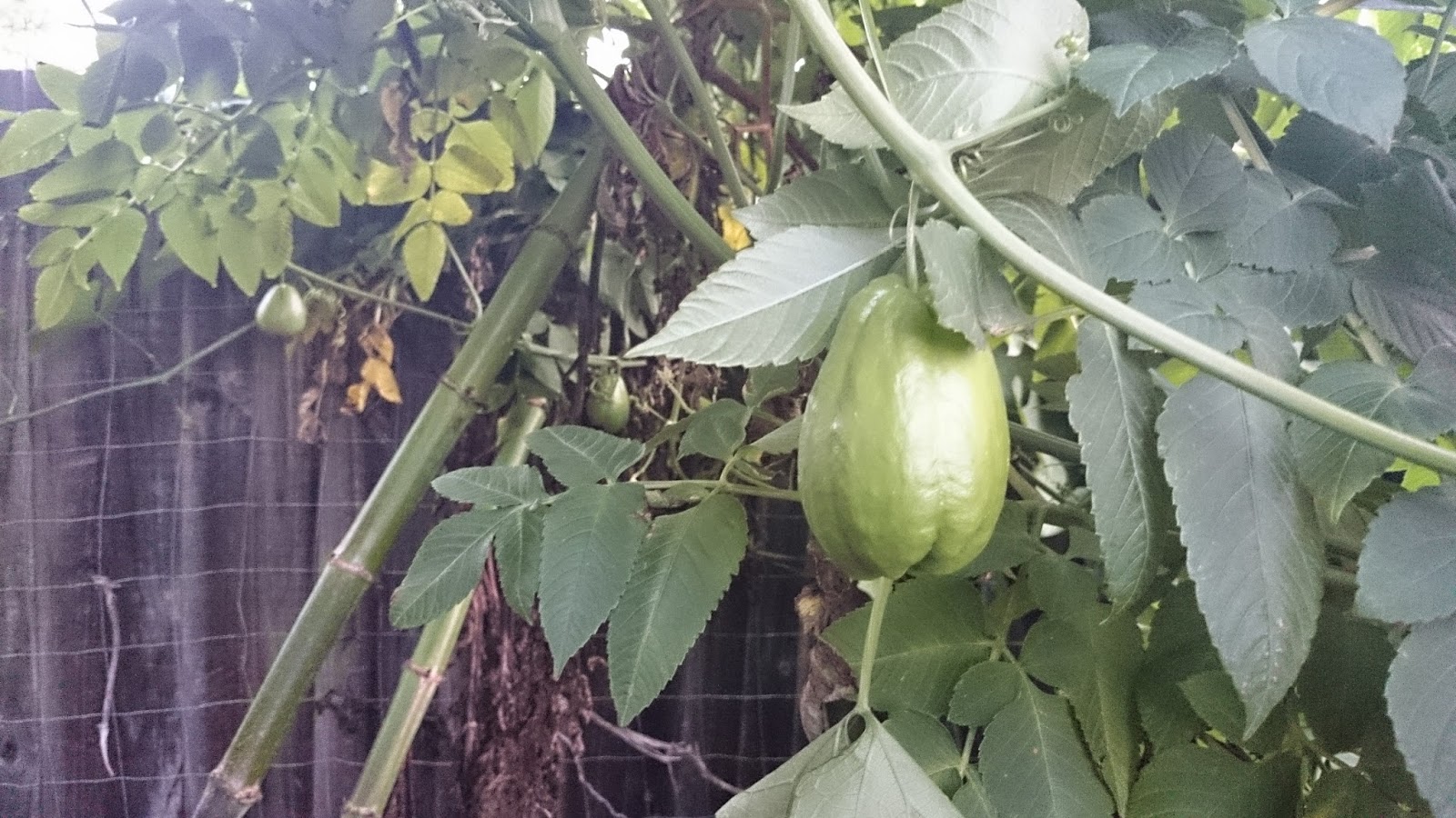People, Plants, Landscapes: Choko or Chayote crop