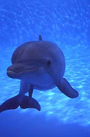 El Sonido y los Animales: El sonar animal o Ecolocalización de los Delfines