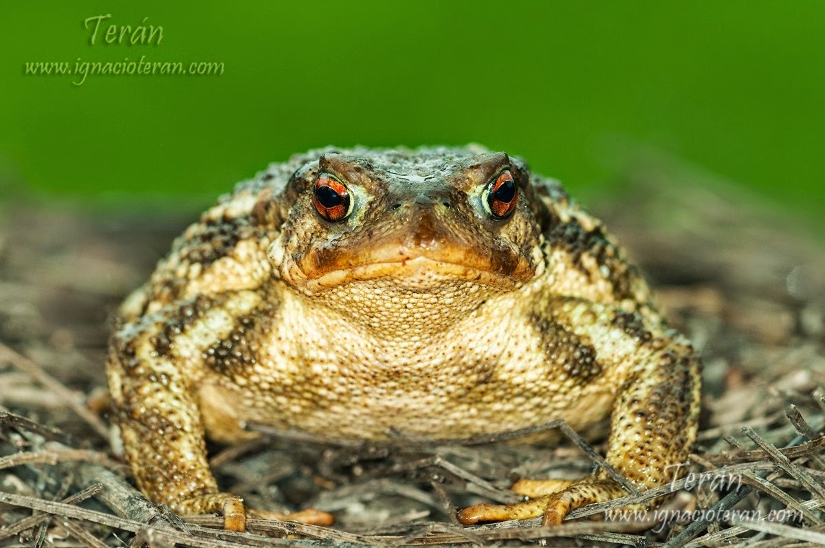 Jose Ignacio Teran "Naret": SAPO PARTERO O SAPO COMUN