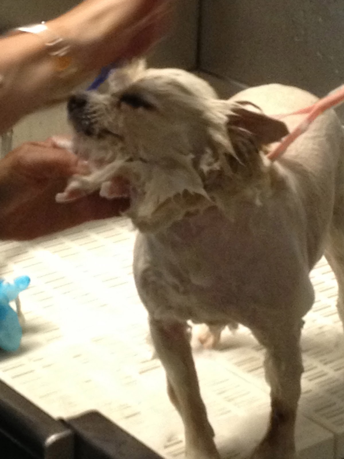 Such Good Dogs: Kool Dog Kuts, LLC