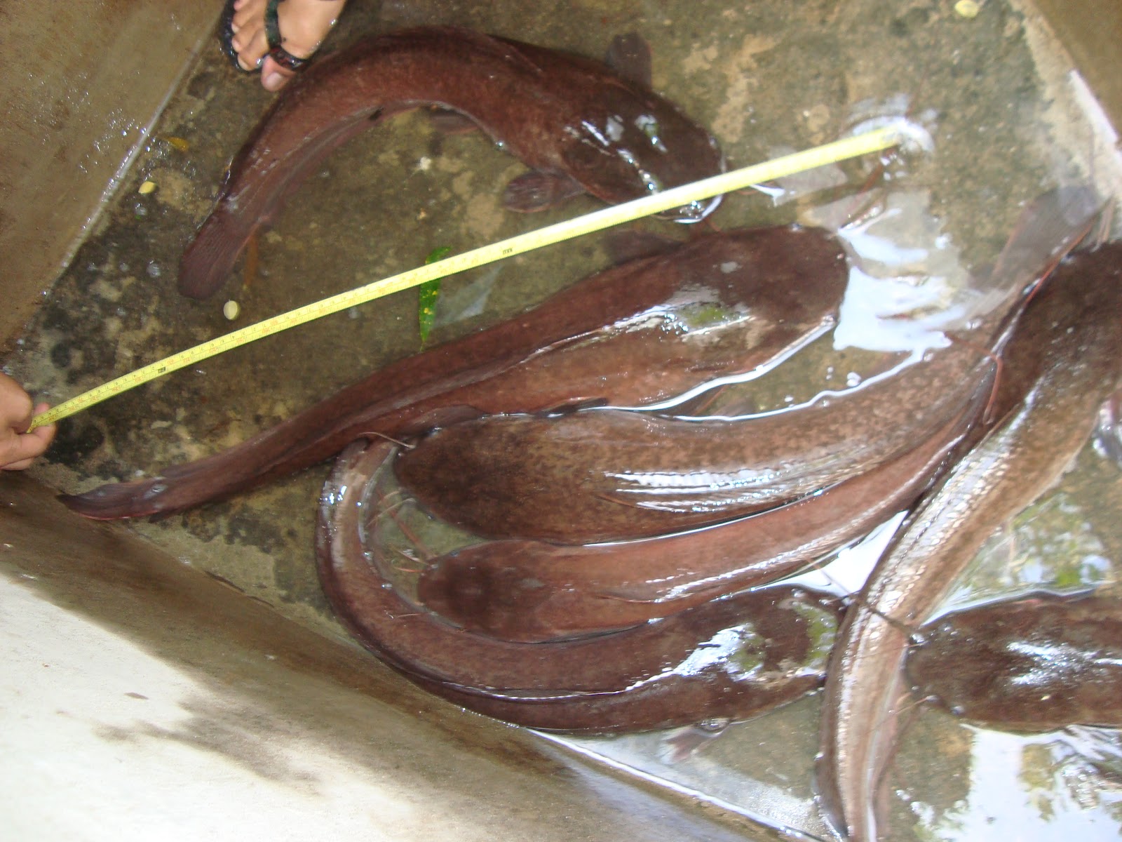 Living with Nature - School on Blog by Dr. Abercio V. Rotor: Convert ...