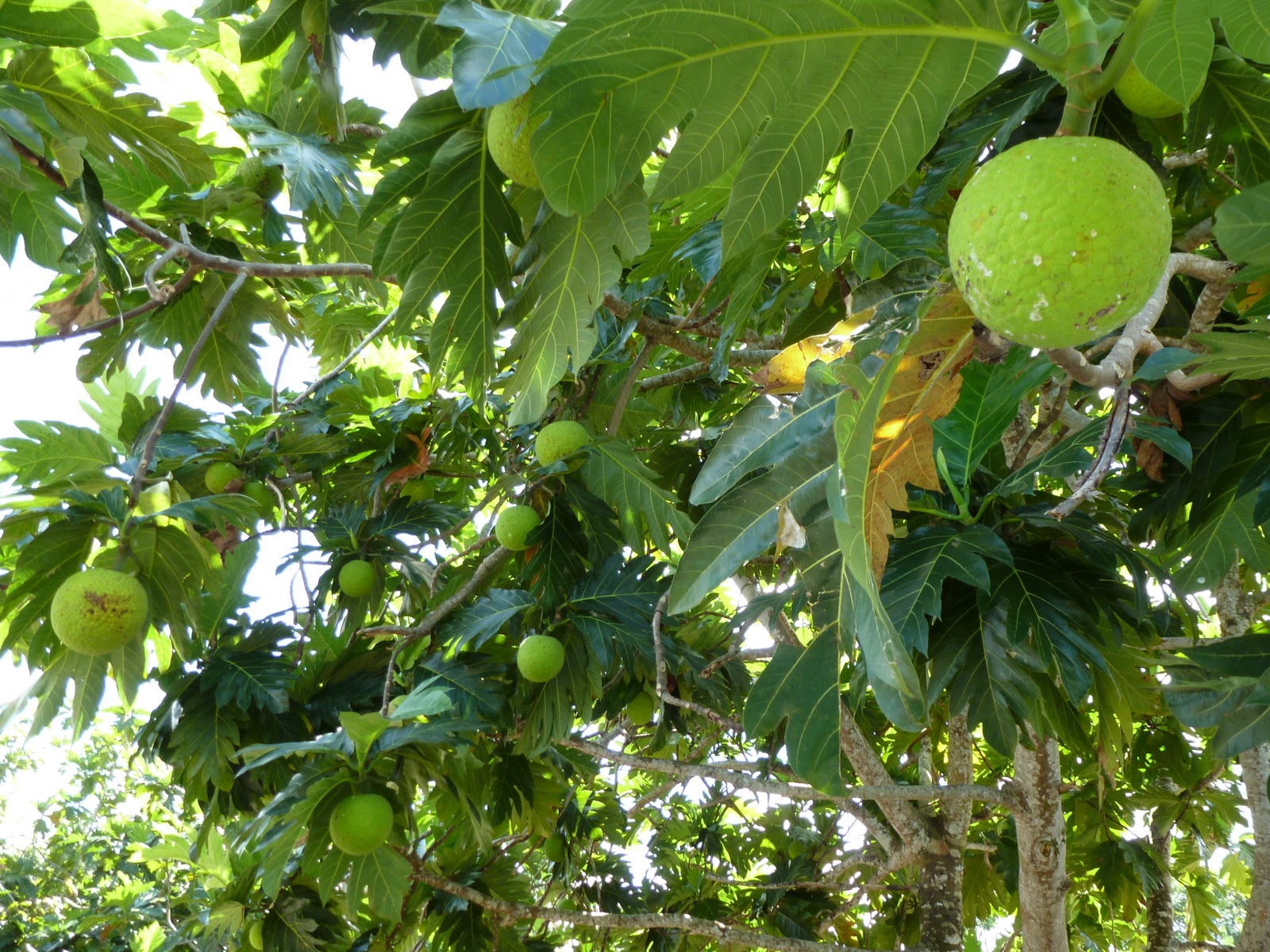 Behind the Mast: Cookie Magic
