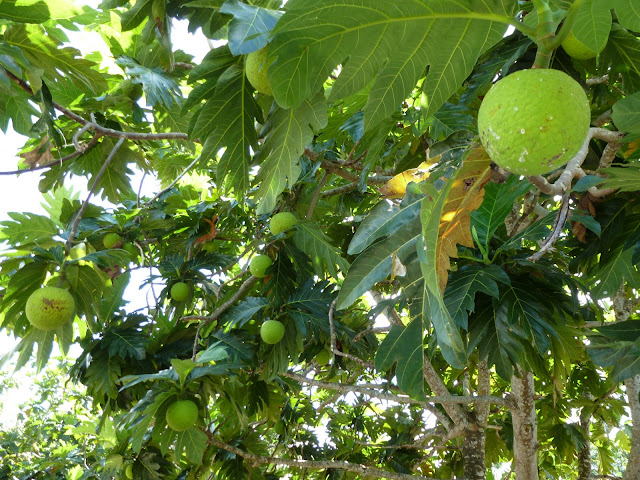 Behind the Mast: Cookie Magic