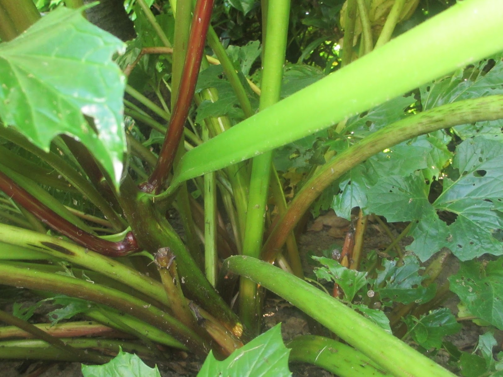 Acanto (Acanthus mollis), una Pianta dall'Aspetto Tropicale Usata in ...