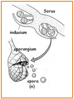 BIOLOGI GONZAGA: PAKU HOMOSPORE - PERALIHAN
