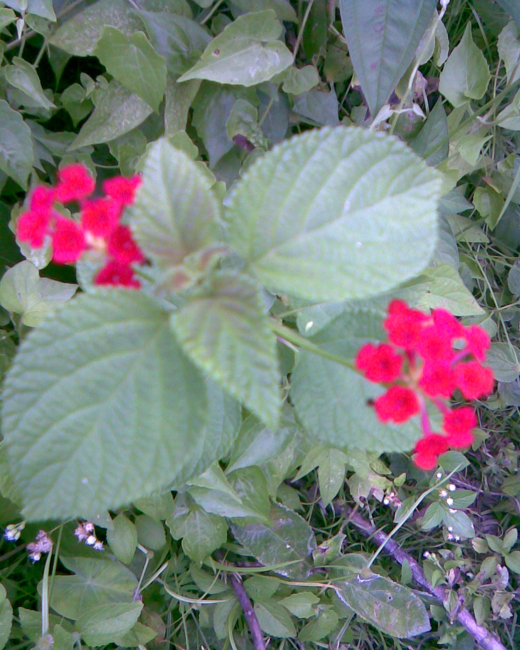 WARISAN ETNOBOTANI: Bunga Tahi Ayam Busuk
