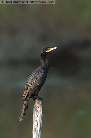 CONOCIENDO UN POCO MAS NUESTRO PERU: HUMEDAL DE SANTA ROSA "UN PARAISO ...