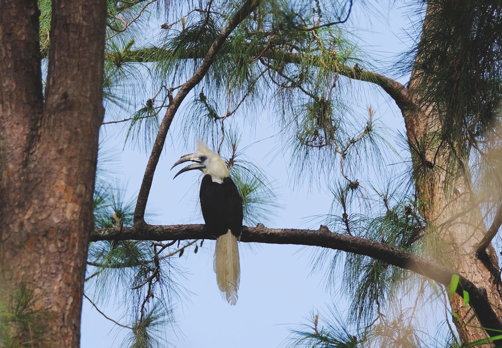 Mike is the name Birding is the game ( Birding in Malaysia - Malaysian ...