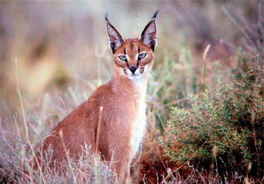 Gambar Kucing Imut dan Lucu | Kumpulan Gambar