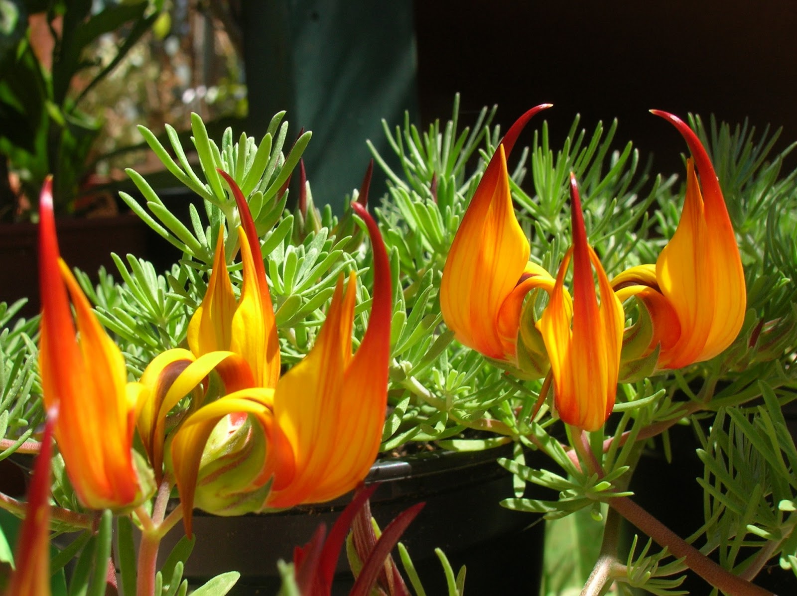 Recregarden: LOTUS BERTHELOTII