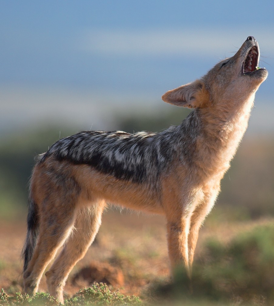 El ojo del buitre: Chacal (Canis)