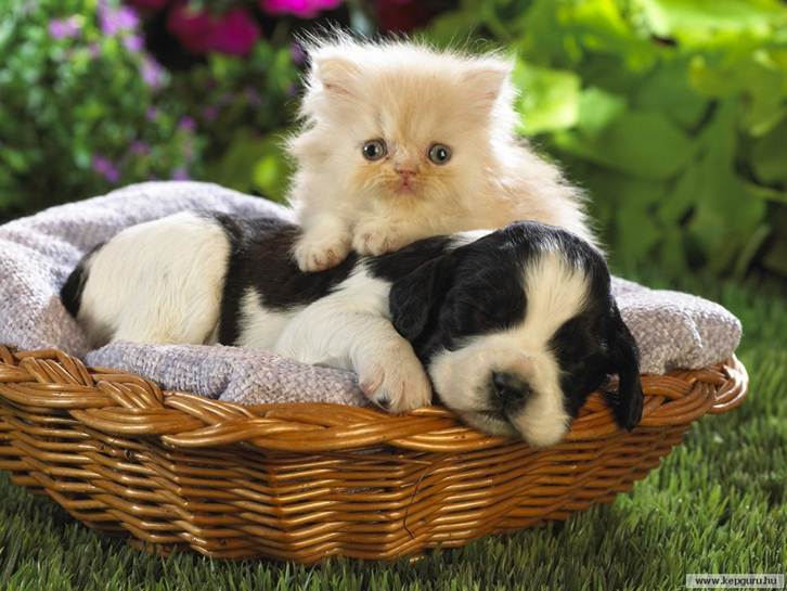 Dedicado aos Animais: REGISTRO GERAL ANIMAL (RGA) - QUEM É DONO ASSUME!