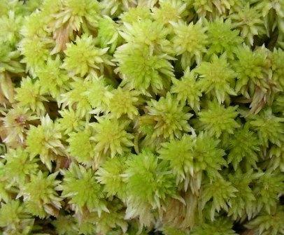 Info Tumbuhan - Jenis-Jenis Lumut (Bryophyta)