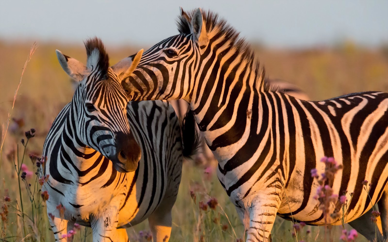 Top 42 Beautiful Zebra Wallpapers In Full HD | HDmasha