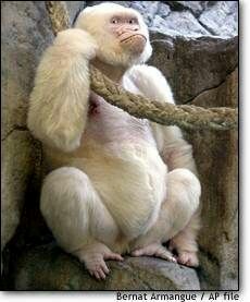 Beautiful white monkeies