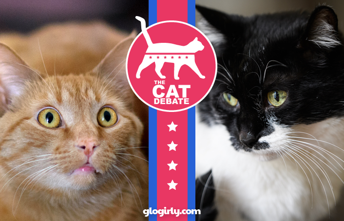 GLOGIRLY: Final Residential Cat Debate: Katie v. Waffles