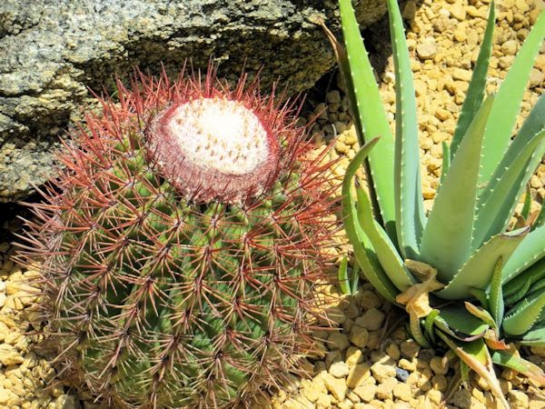 A GUIDE TO NORTHEASTERN GARDENING: The Gardens of Aruba: A Look Beyond ...