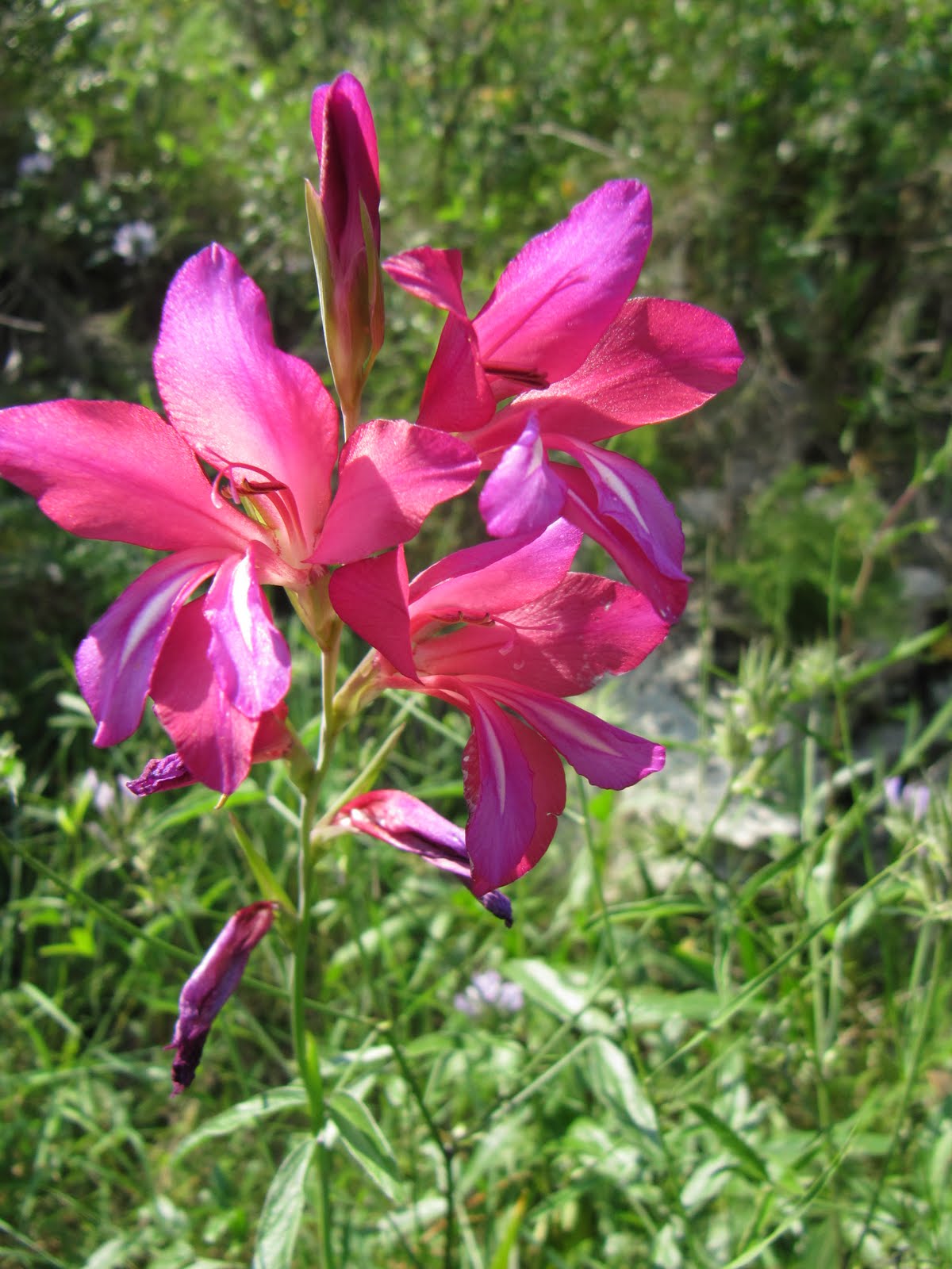 FOTOGRAFIA DENIA: Flora del Montgo