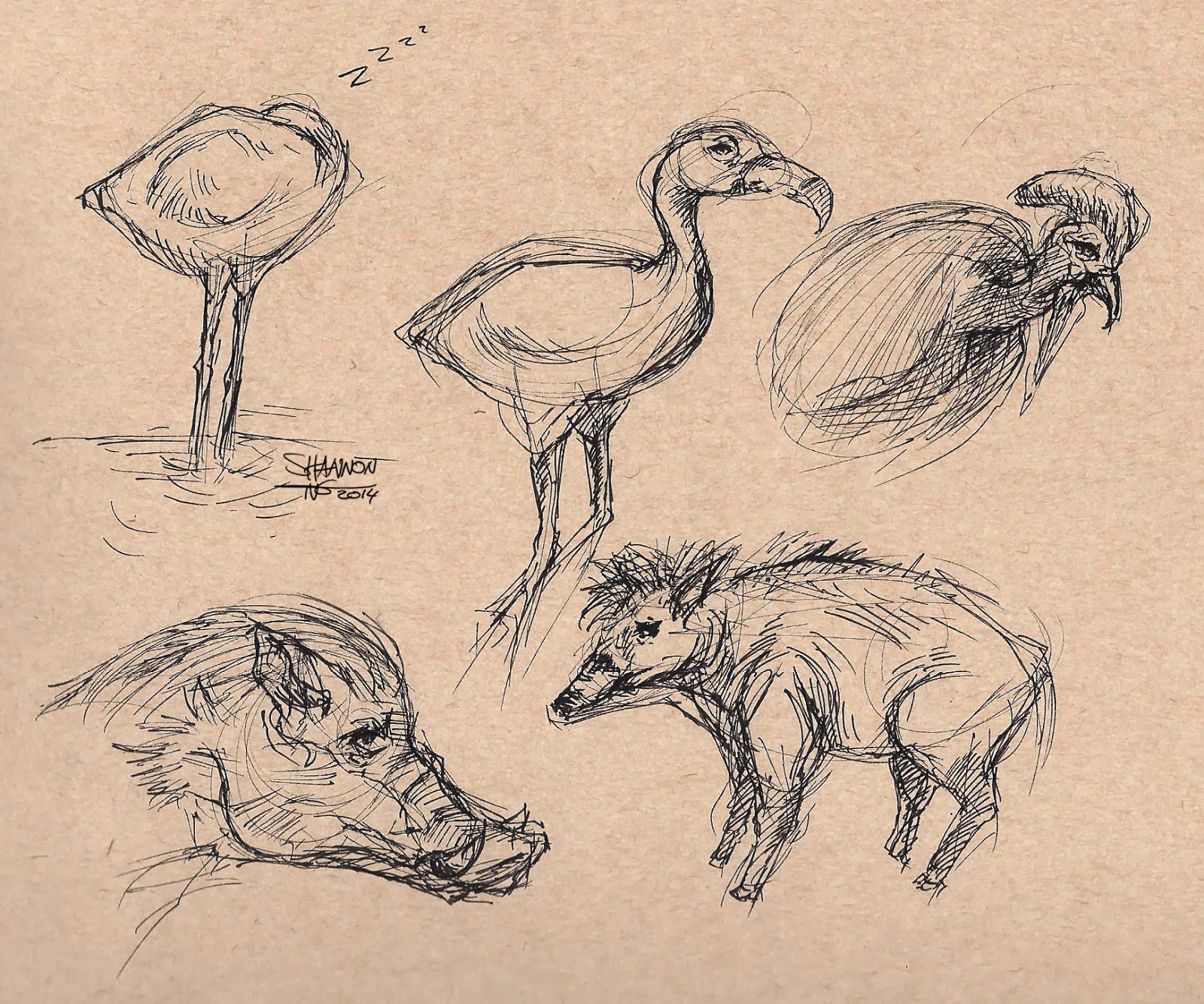 Illustrated by Shannon Ng: Drawing at the LA Zoo