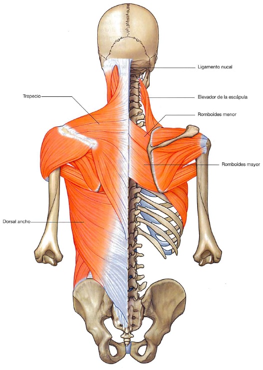 Miología Dorso - Kinesiología para Estudiantes