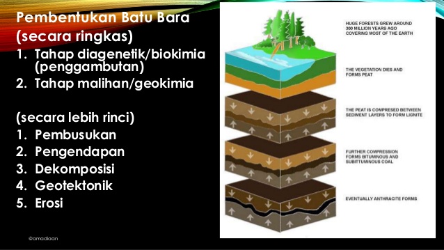 KimintekHijau.com: Proses Pembentukan Batu Bara