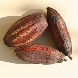 Idée Chocolat: La cabosse