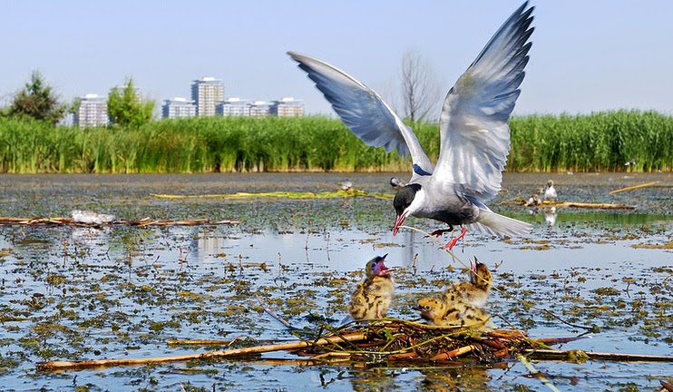 PARADISUL VERDE...: Vă invit la plimbare în Delta București(Văcărești)