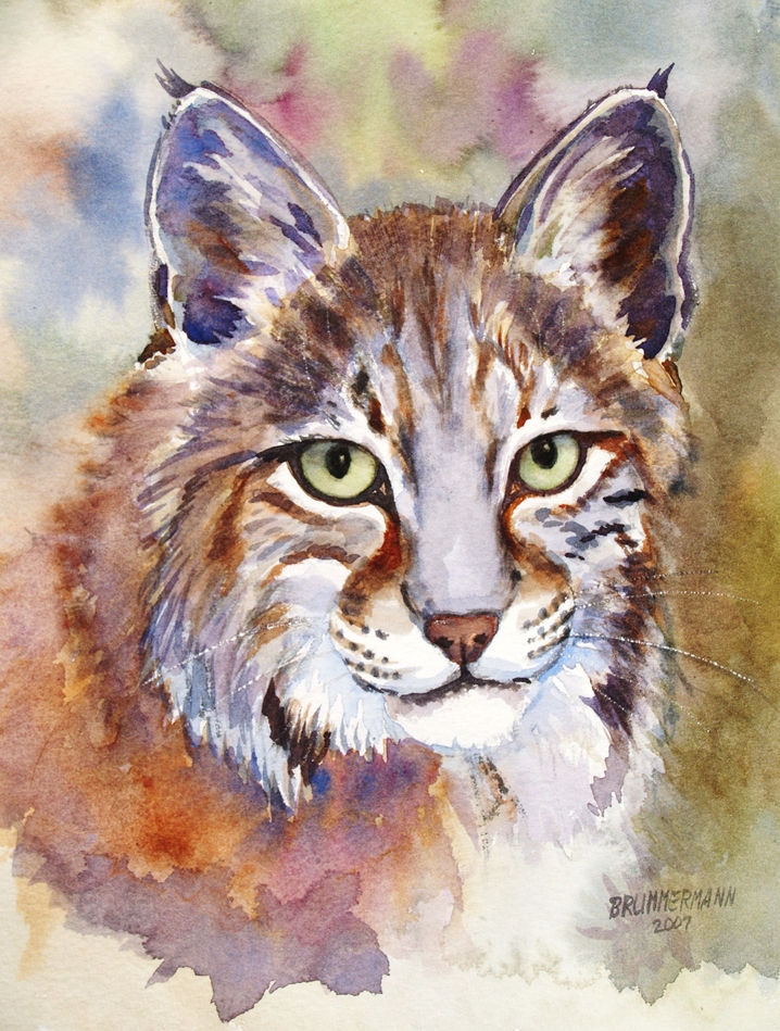 Arizona: Beetles, Bugs, Birds and more: Arizona Wild Cats (and other ...