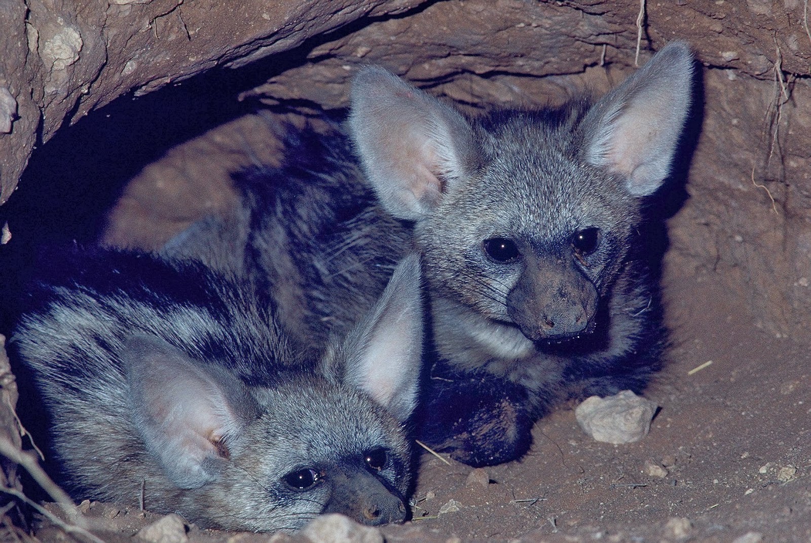 Aardwolf, Aardwolf Reproduction, Food Aardwolf part 2 - veterinary online