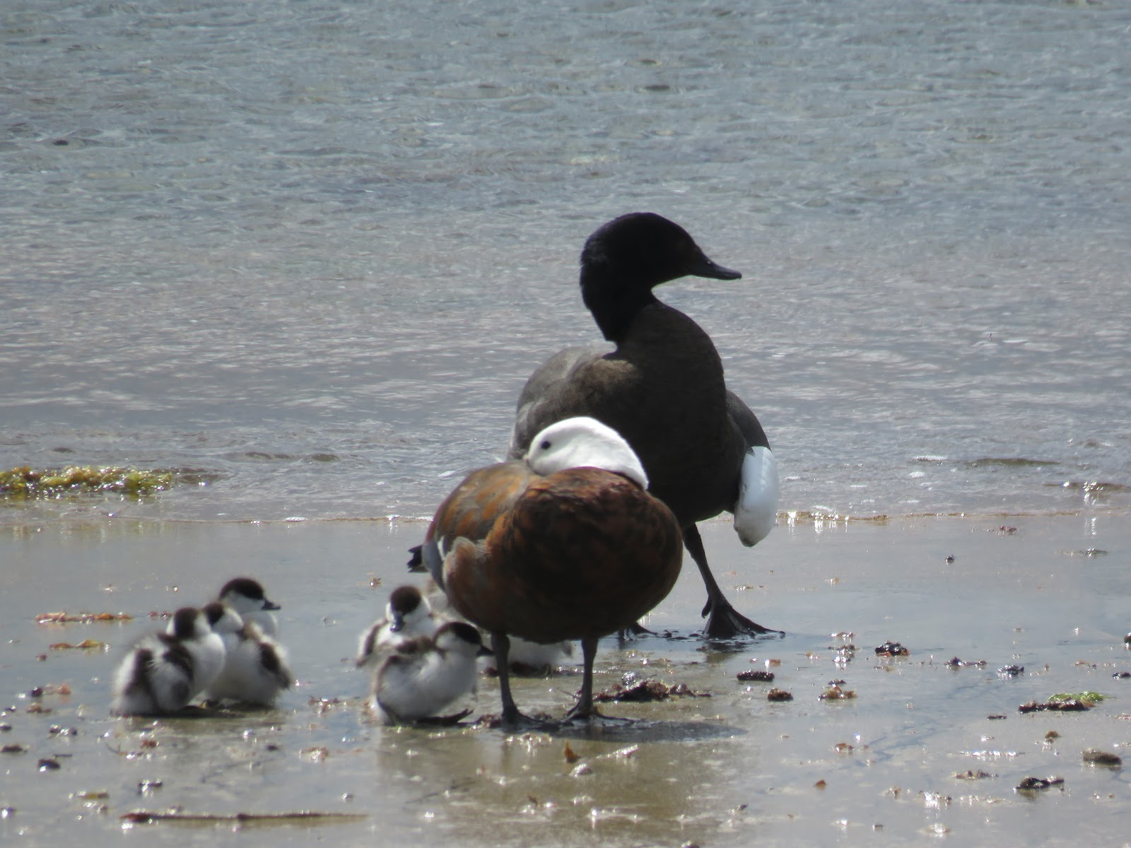 Bird & Travel Photos, Birding Sites, Bird Information: ADULT PARADISE ...