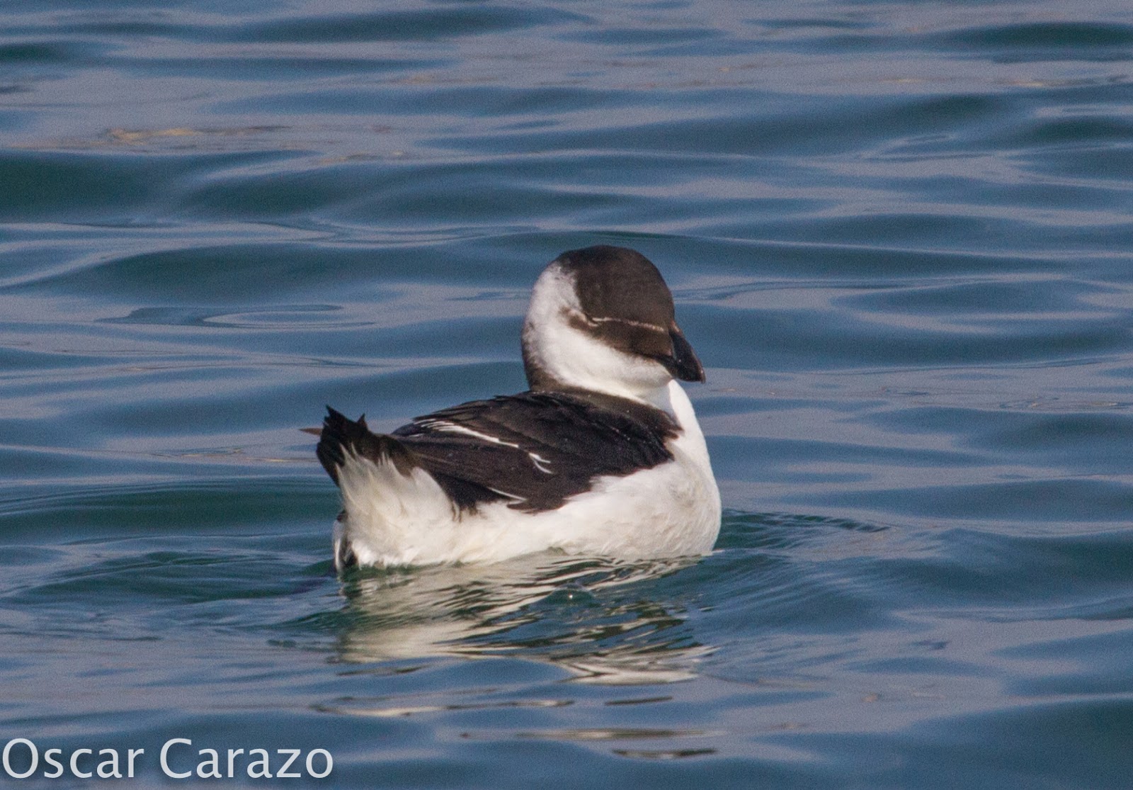 AVESANTURTZI: ALCAS EN EL ABRA DE BILBAO