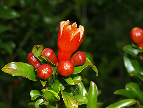 UN GRANADO EN EL JARDÍN Características y cuidados