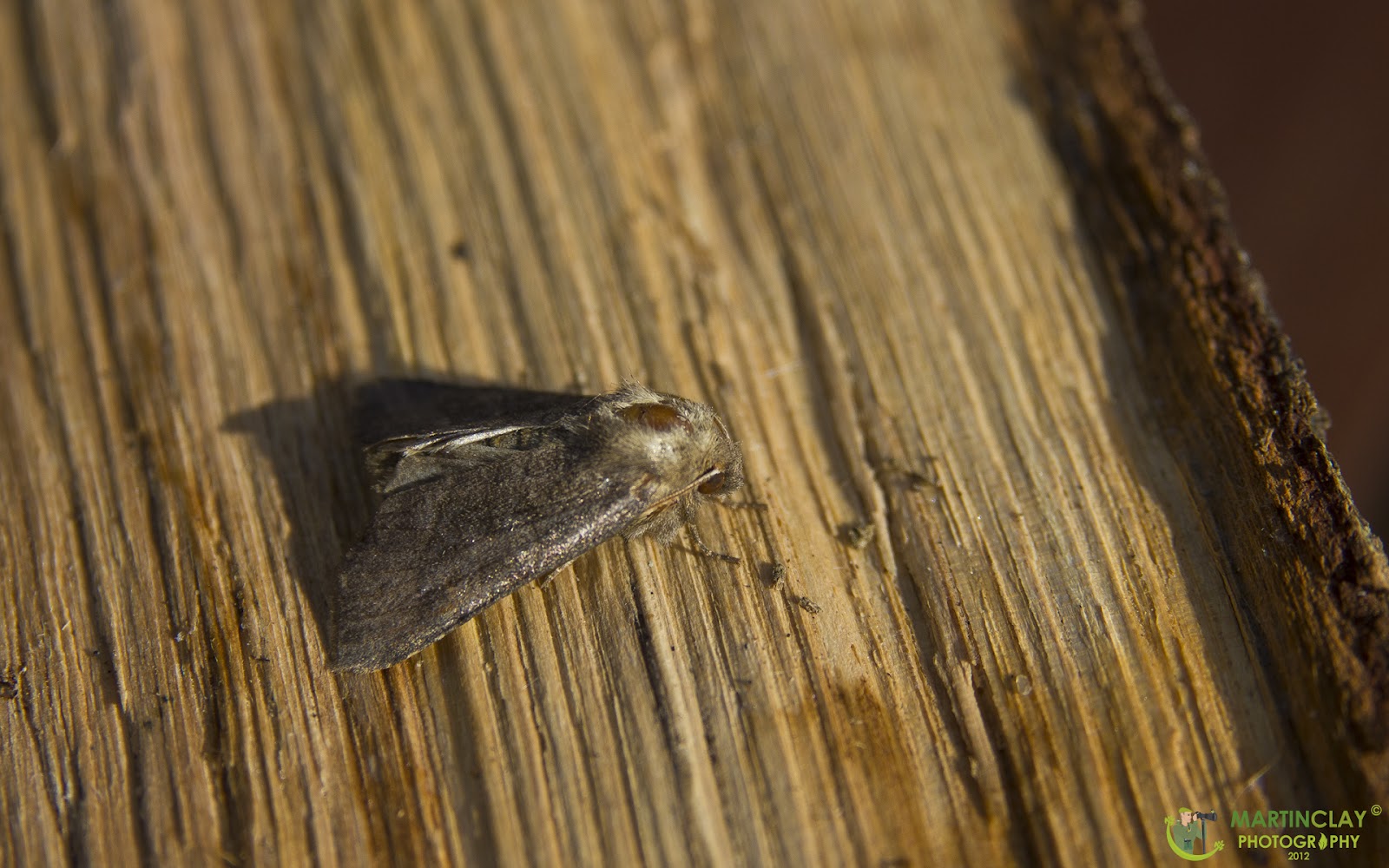 Martin Clay Photography: Moth Trapping - August 2012
