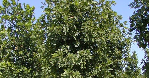 CO-Horts: What Size Tree Should I Plant?