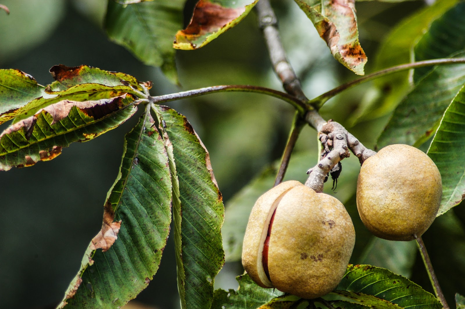 A Year With the Trees: Yellow Buckeye -Aesculus flava