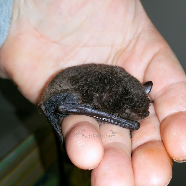 Rehab | Microbat | Myotis macropus, Southern Myotis, Large-footed ...