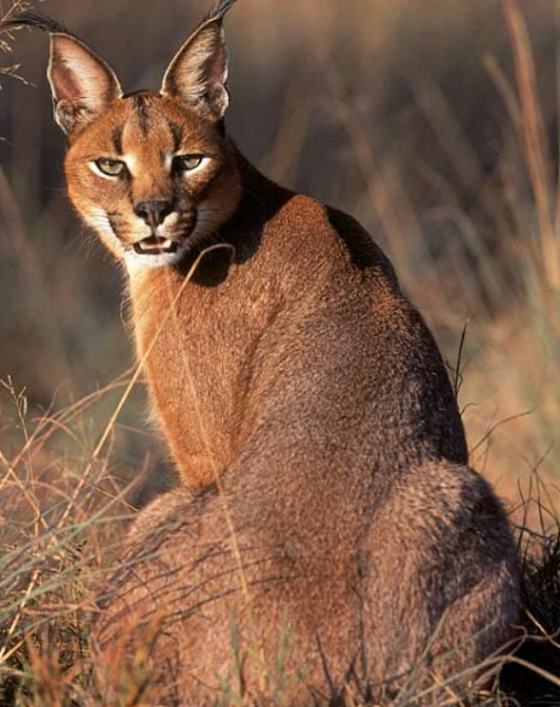 CARACAL FACTS